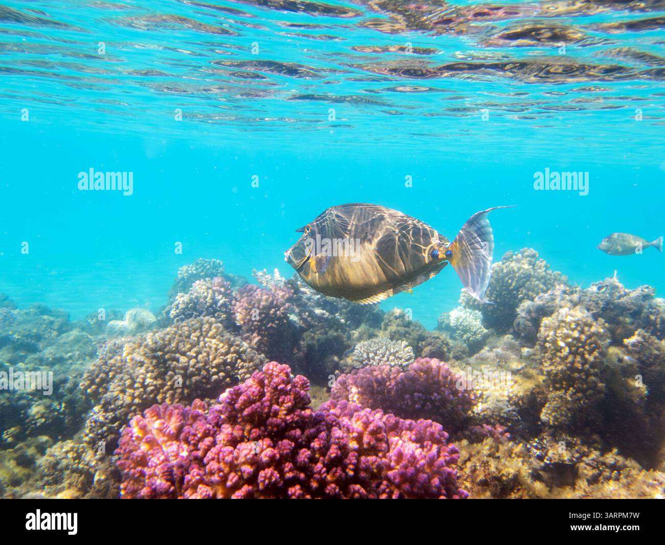 Short-nosed unicornfish fish - Naso brevirostris Stock Photo - Alamy