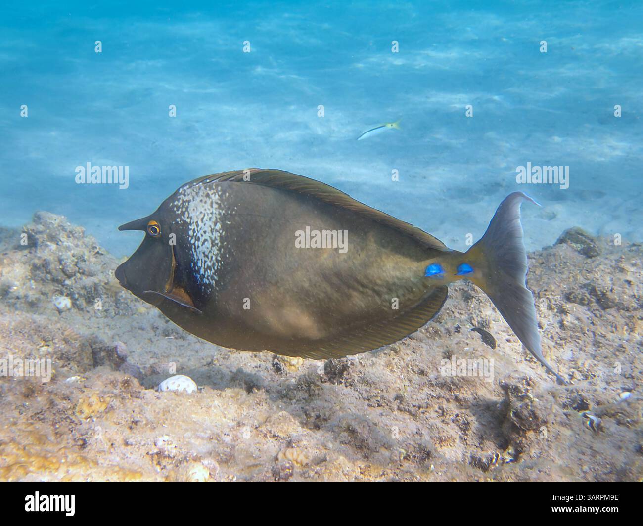 Short-nosed unicornfish fish - Naso brevirostris Stock Photo - Alamy