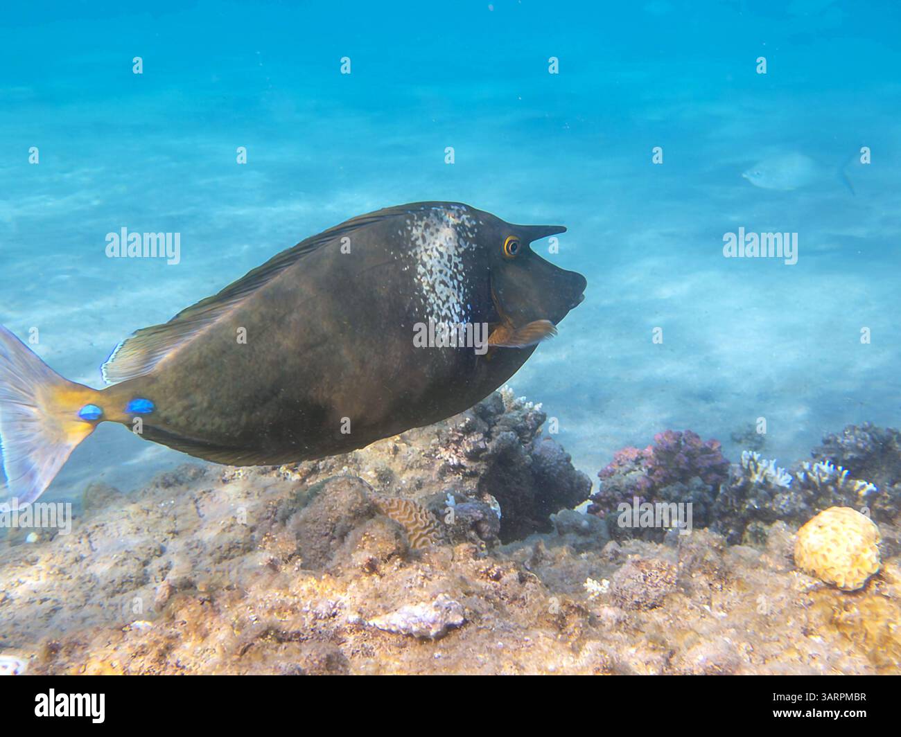 Short-nosed unicornfish fish - Naso brevirostris Stock Photo - Alamy
