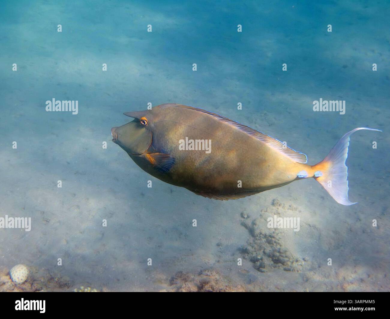 Short-nosed unicornfish fish - Naso brevirostris Stock Photo - Alamy