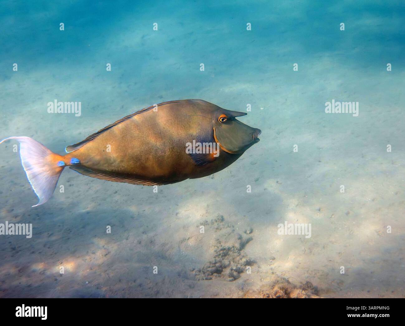 Short-nosed unicornfish fish - Naso brevirostris Stock Photo - Alamy