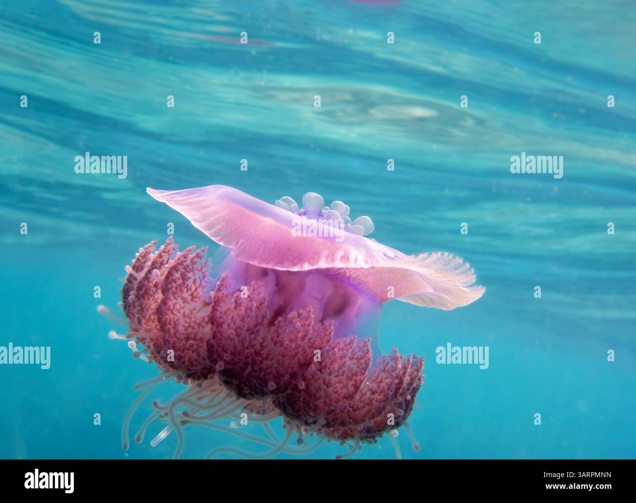 Cephea cephea, also known as the crown jellyfish, or cauliflower ...