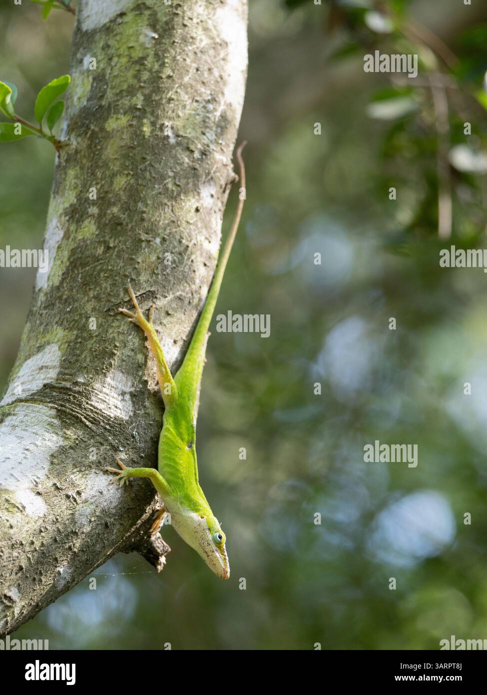 Close-up of a green anole or Anolis carolinensis on the gray and white ...
