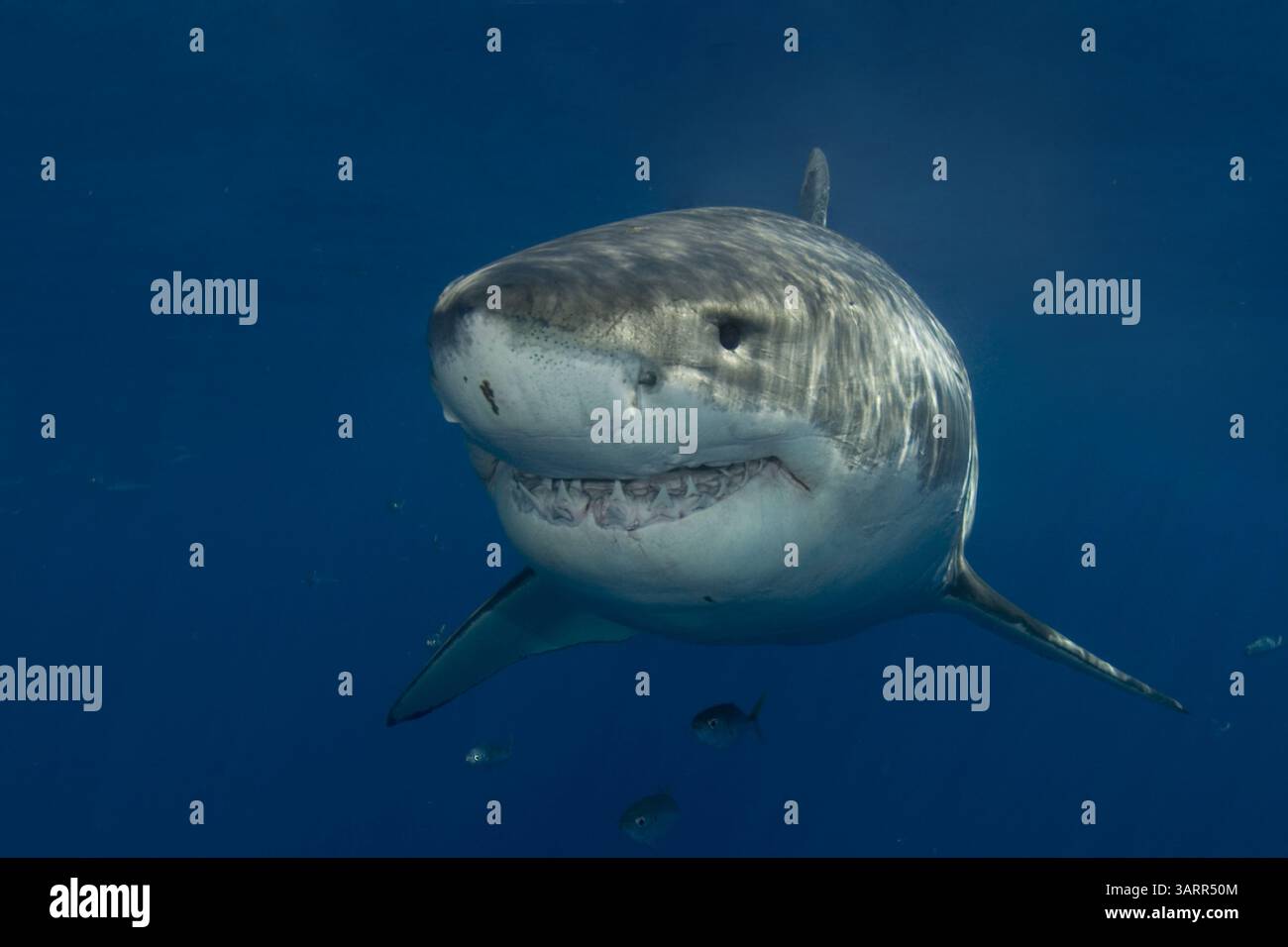 Lamidae hi-res stock photography and images - Alamy