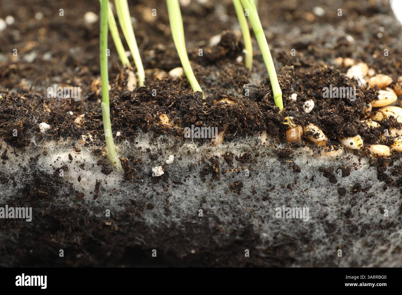 Soil with growing grass and mold, closeup Stock Photo - Alamy