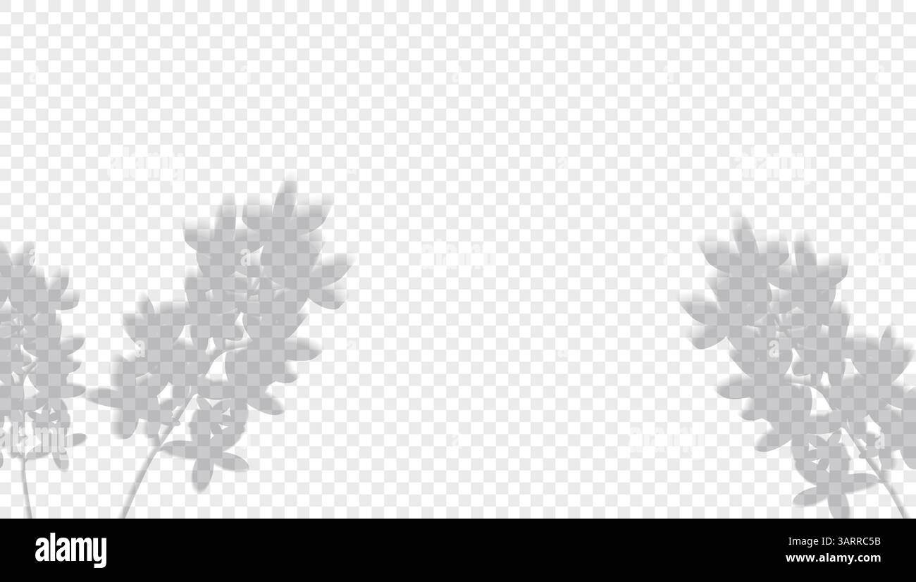 Realistic shadow plant on a transparent background. Overlay leaves ...