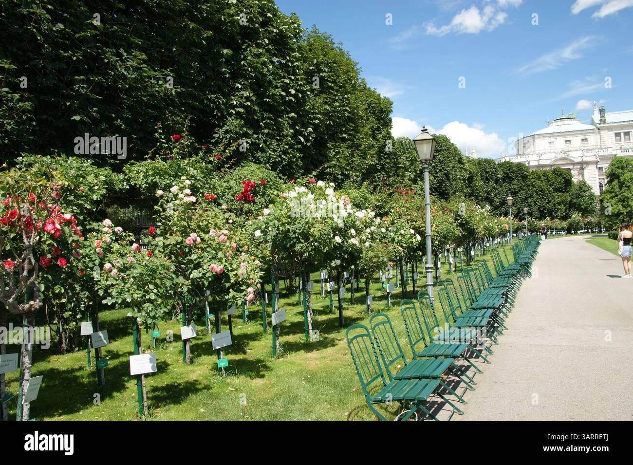 Rose garden in the volksgarten hi-res stock photography and images - Alamy