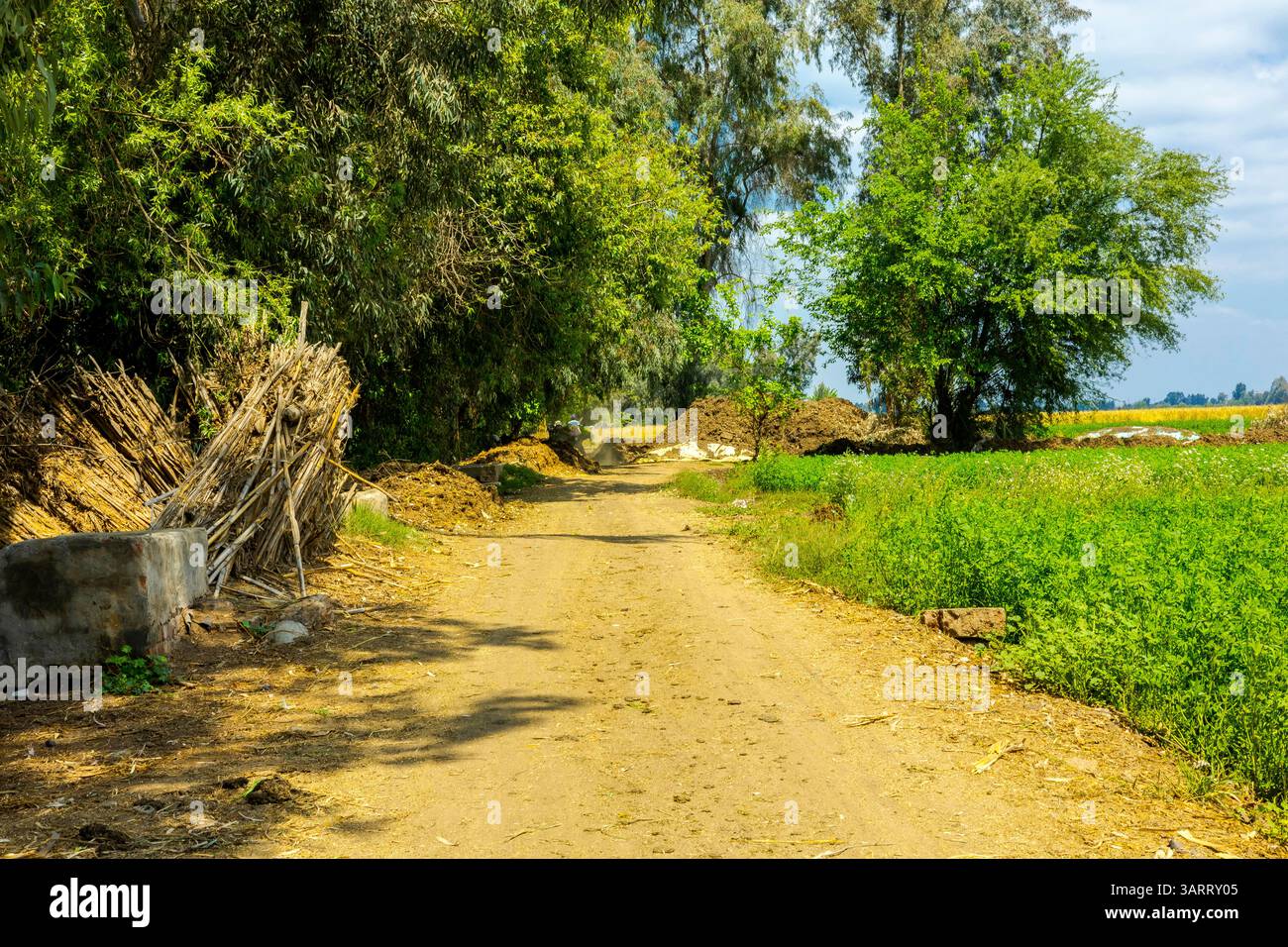 Dirt Road Surrounded by Trees and Farmland in Village Stock Photo - Alamy