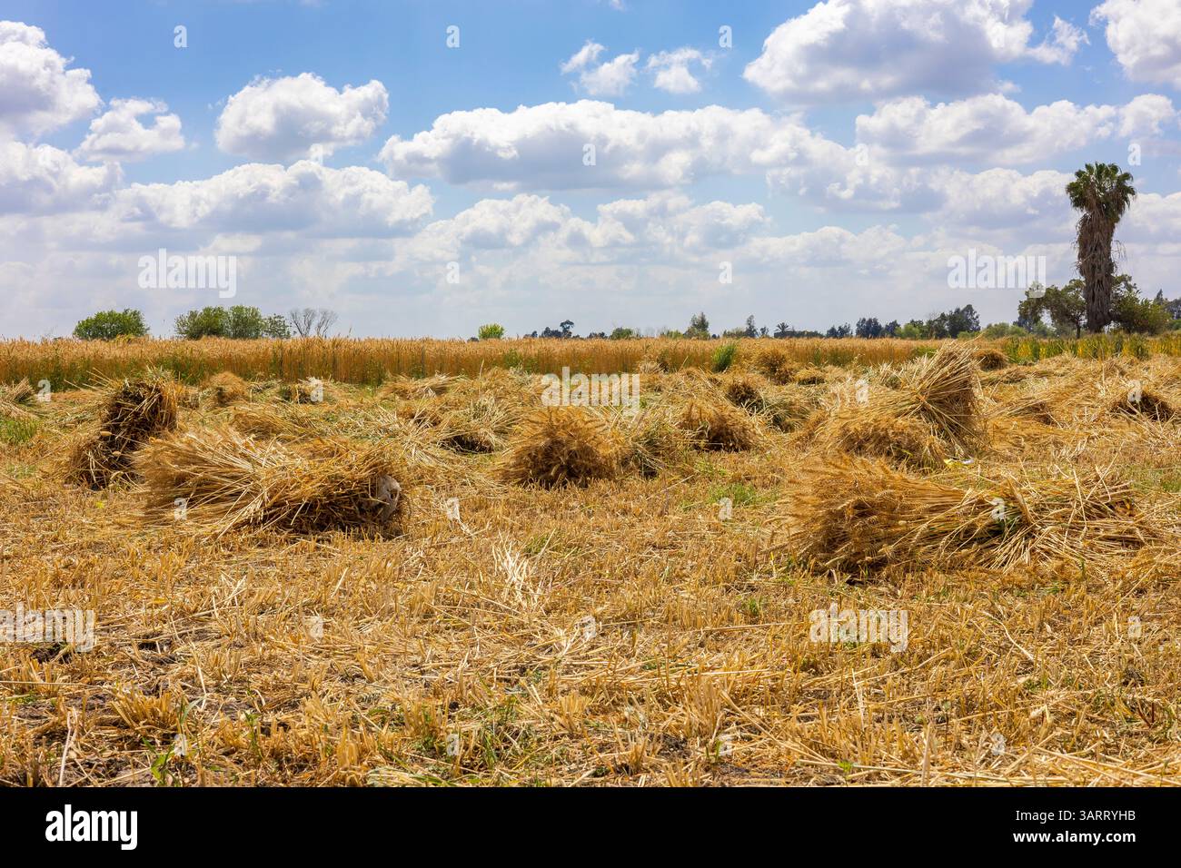 Farm wheat line drawing hi-res stock photography and images - Alamy