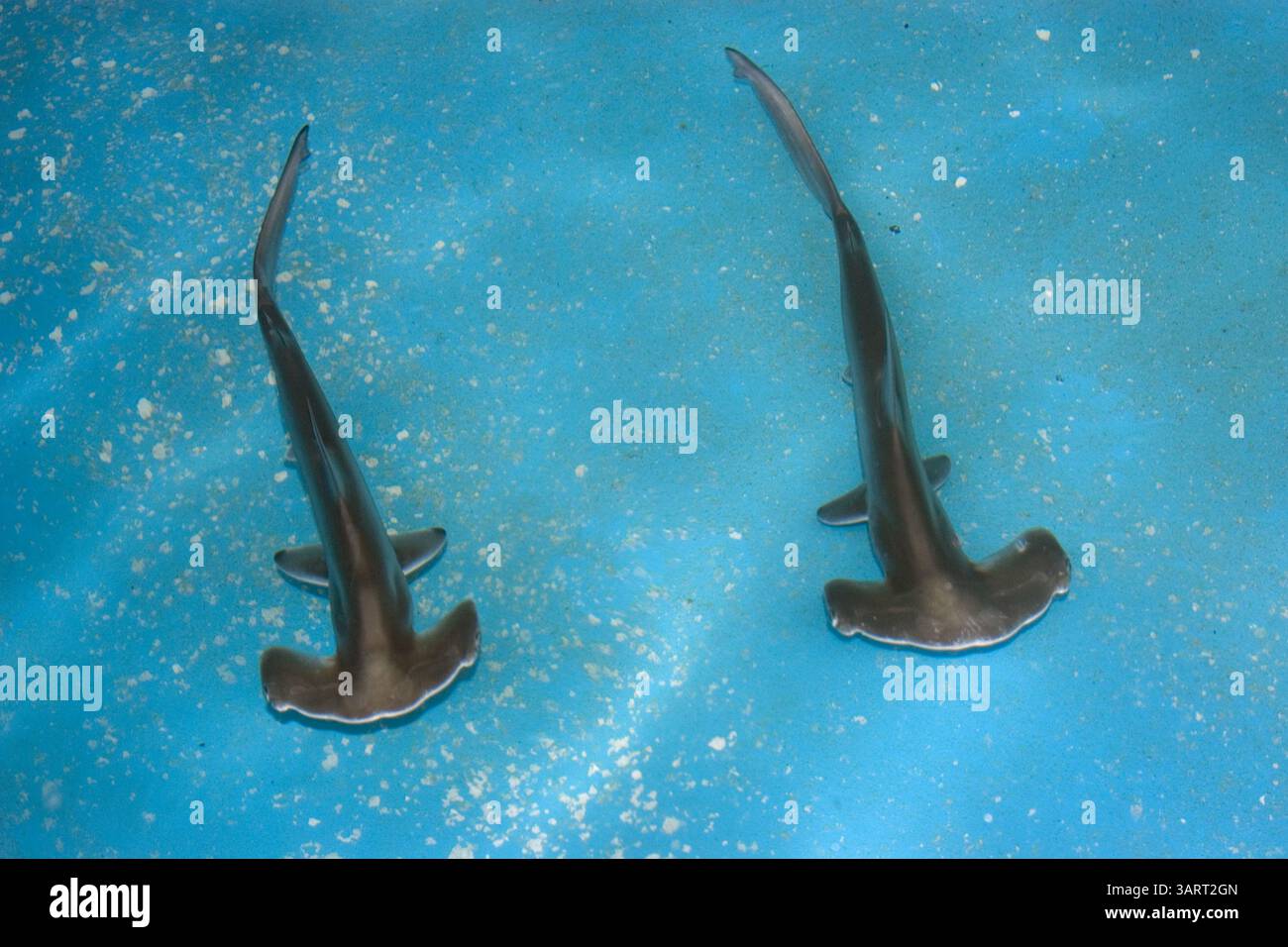 July 13, 2008 - Scalloped hammerhead shark pups, Sphyrna lewini, kept ...