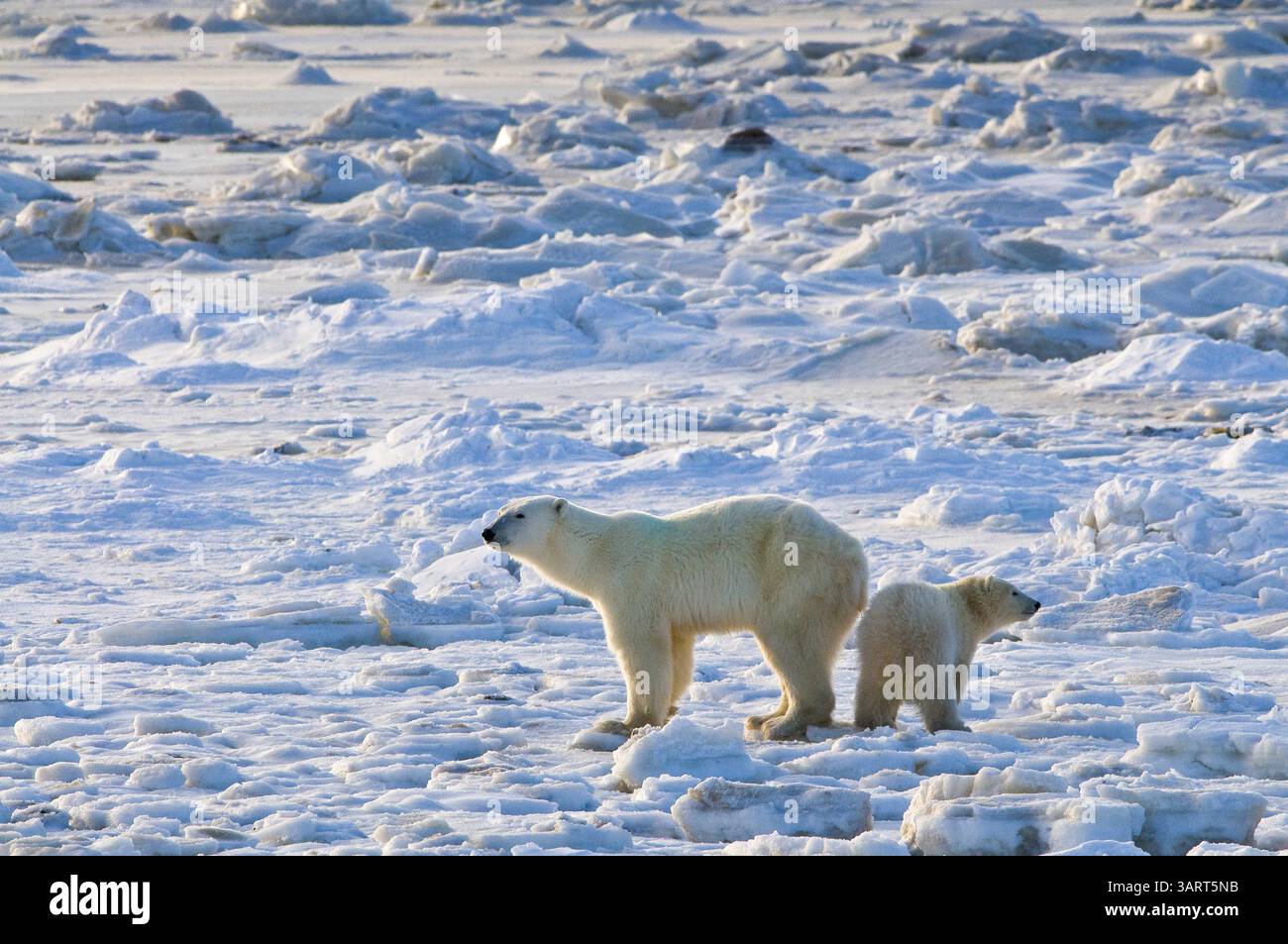Nov. 14, 2008 - Polar Bear (Ursa maritimus) on sub-arctic Hudson Bay ...