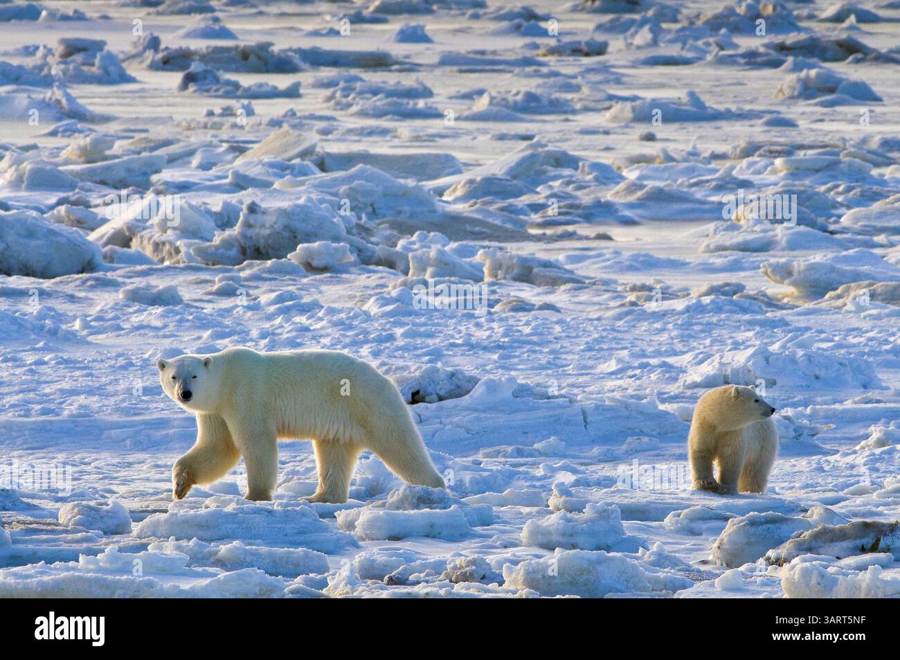 Nov. 14, 2008 - Polar Bear (Ursa maritimus) on sub-arctic Hudson Bay ...
