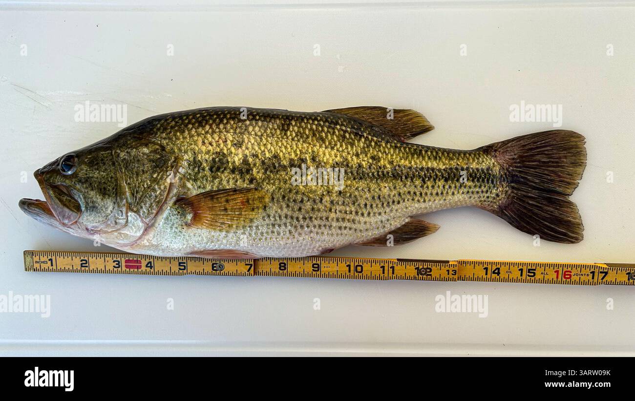 Measuring a big largemouth bass with a ruler Stock Photo - Alamy
