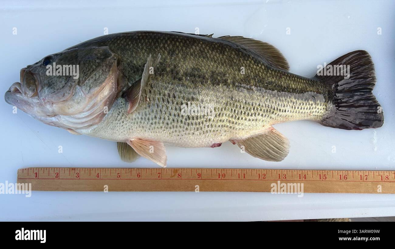 Measuring a big largemouth bass with a ruler Stock Photo - Alamy