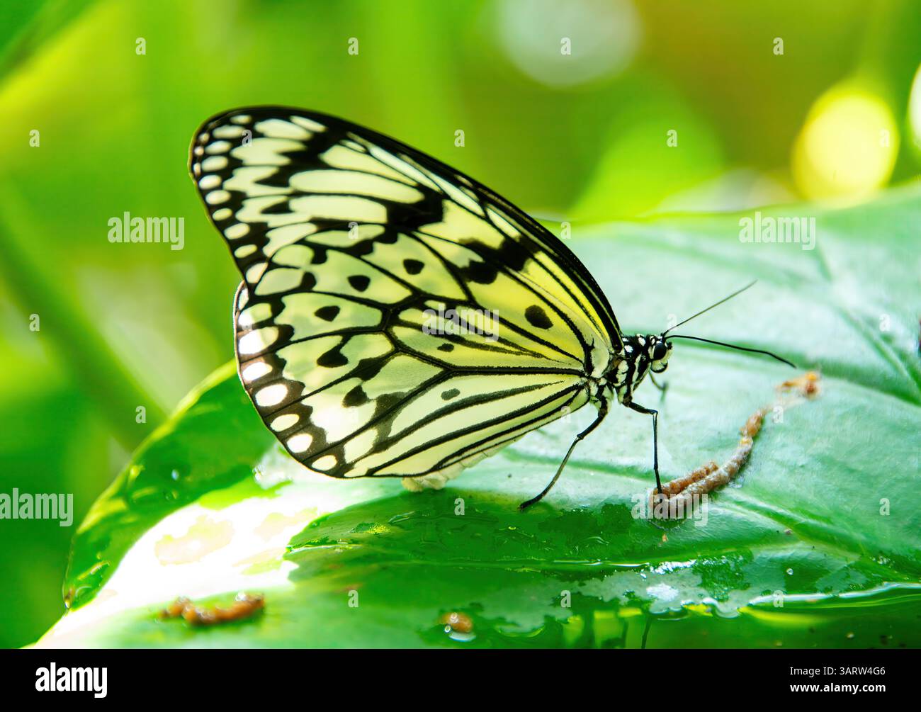 Beautiful closeup tree nymph hi-res stock photography and images - Alamy