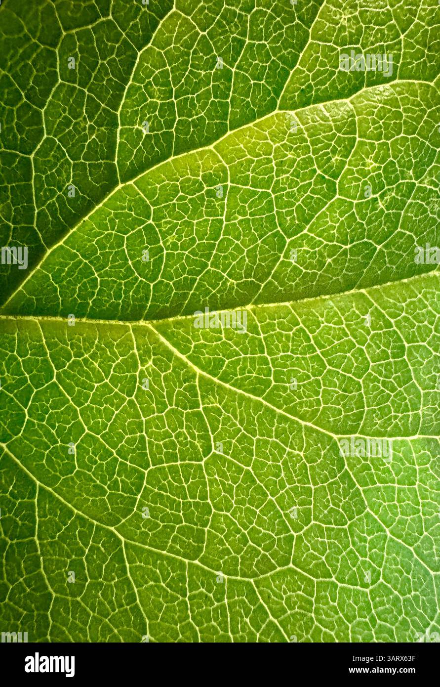 Plants extreme close up structure hi-res stock photography and images ...