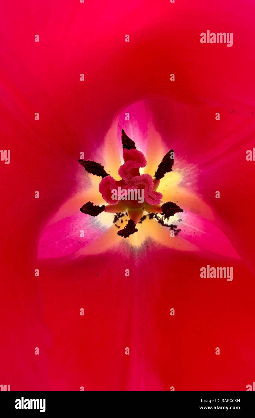 Vivid red center hi-res stock photography and images - Alamy