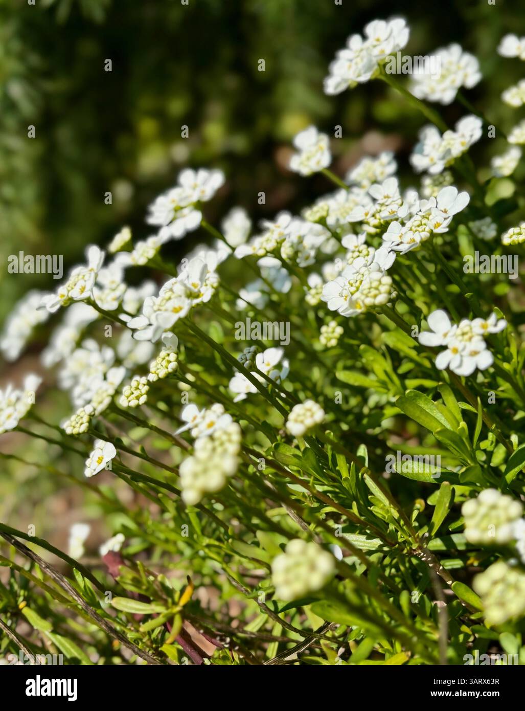 Cluster of Small White Wildflowers in Daylight Stock Photo - Alamy