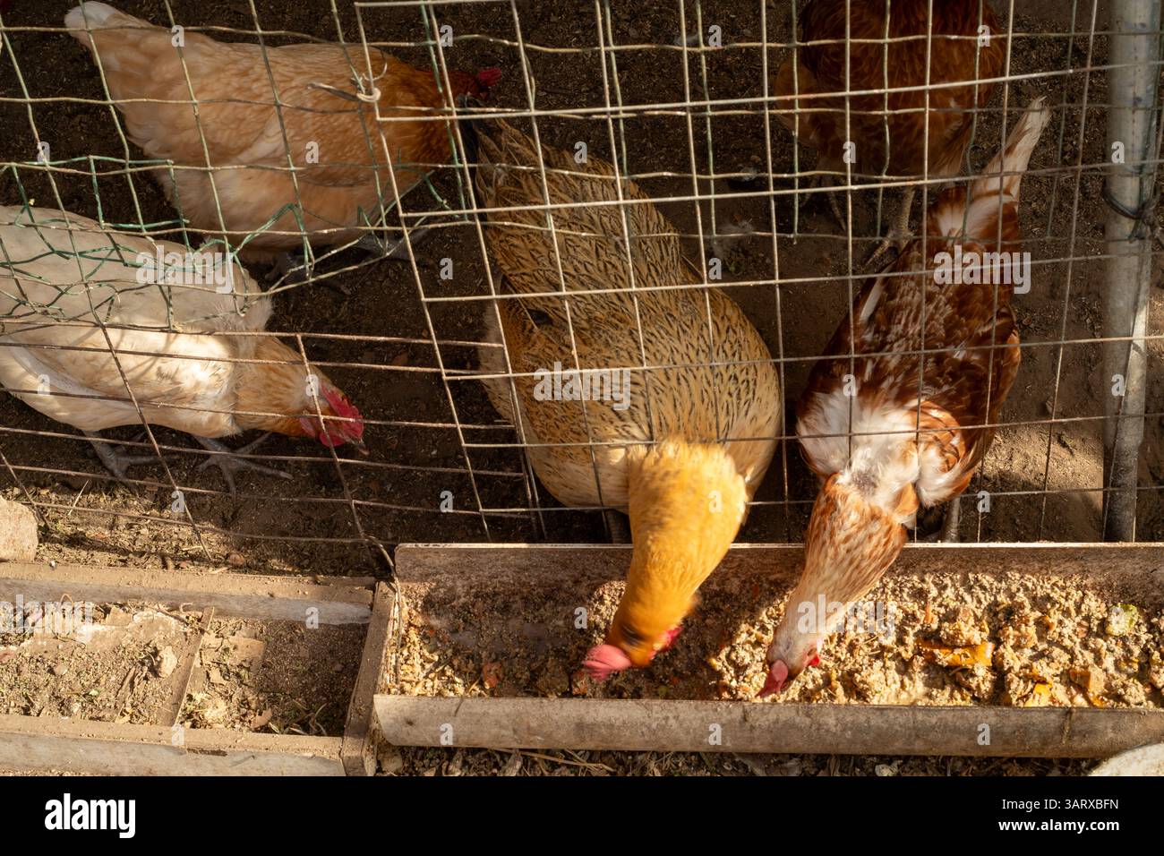 A farmer's chicken pen in a mountain village in Beijing, China. 15-Apr ...