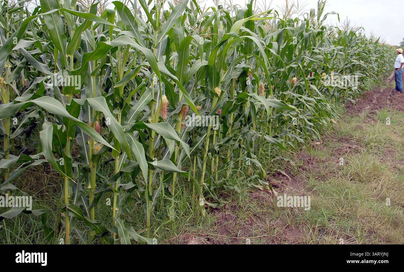 Sembrado de maiz hi-res stock photography and images - Alamy