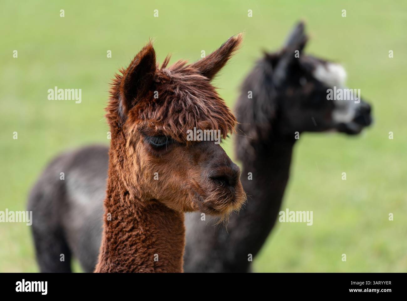 Portrait of two llamas at a german llama ranch in Baden Wurttemberg ...