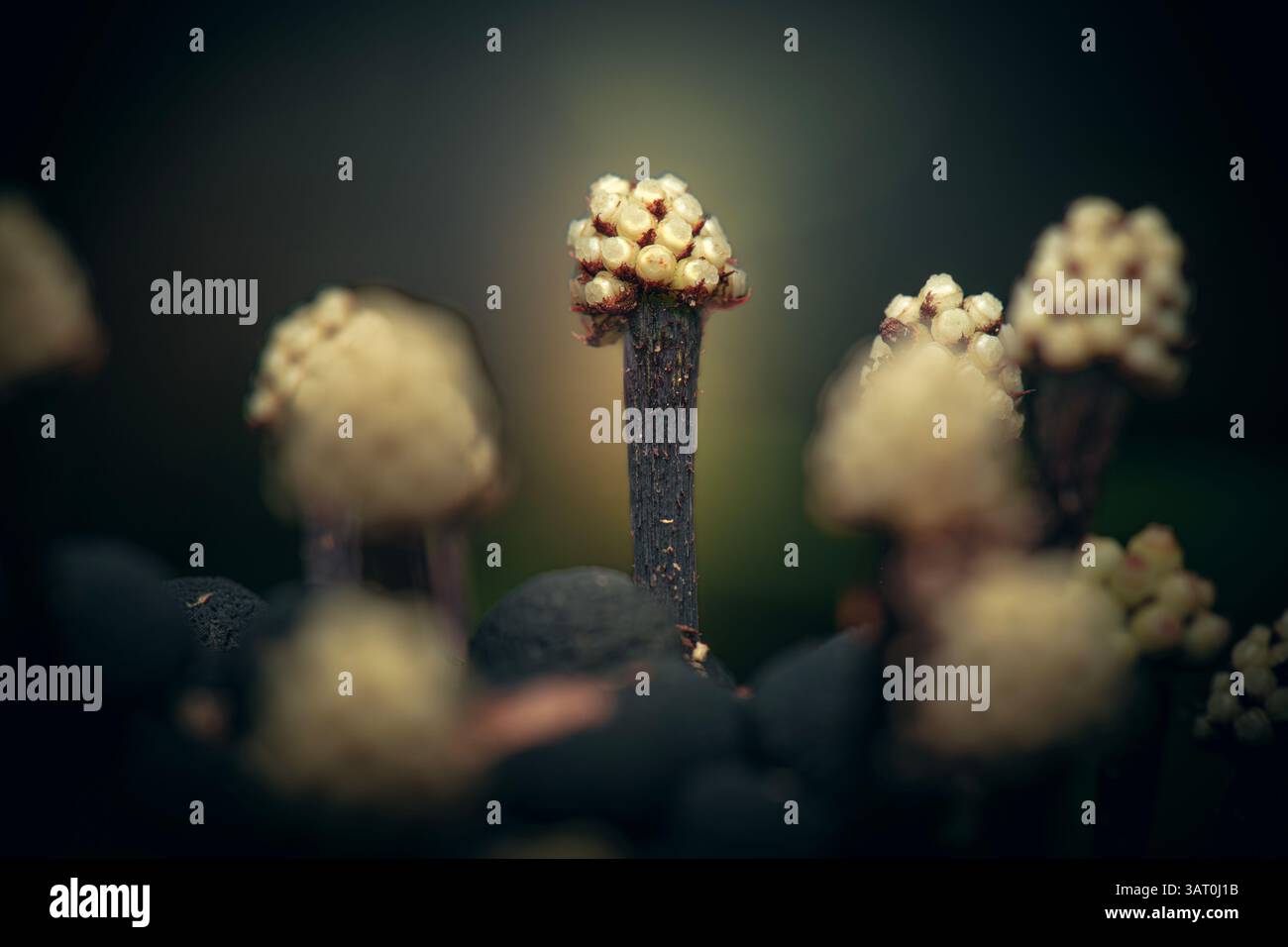 The Miagos bush or Osmoxylon lineare has creamy white flowers. It's a ...