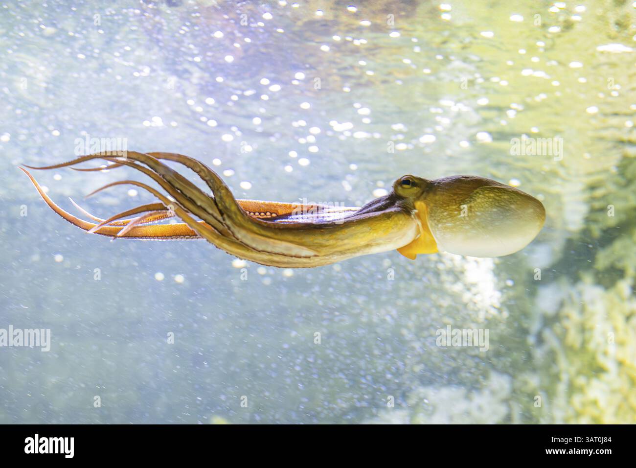 Common octopus (Octopus vulgaris) swimming under water, captive ...