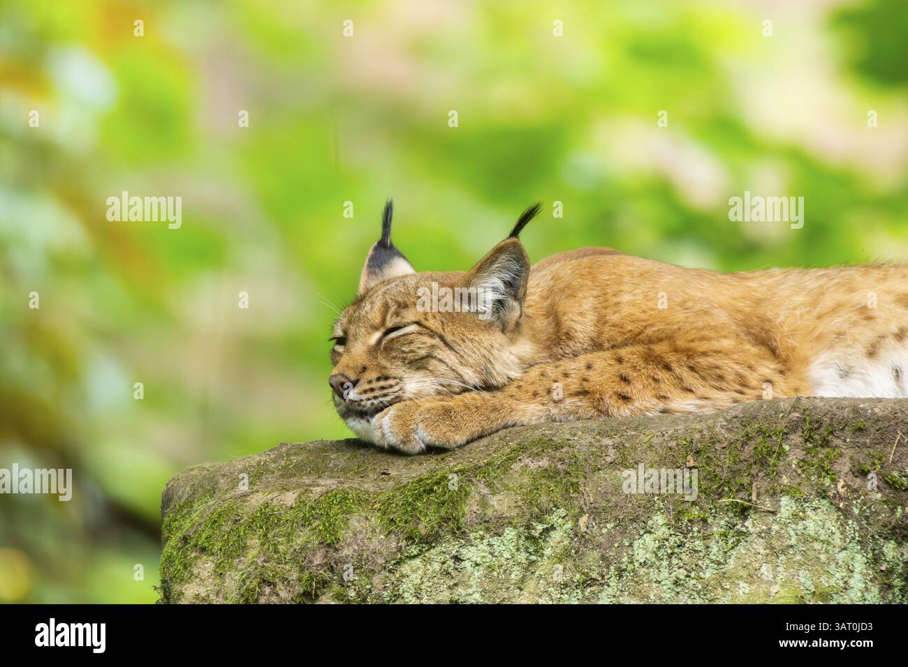 Eurasian lynx (Lynx lynx) lying in a forest, Bavaria, Germany, Europe ...