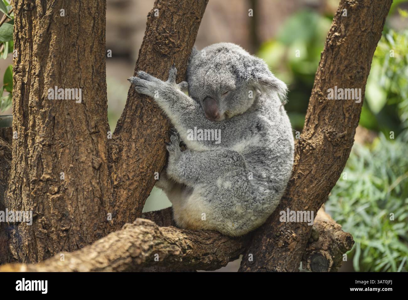 Koala (Phascolarctos cinereus) sitting on a tree, captive, distribution ...