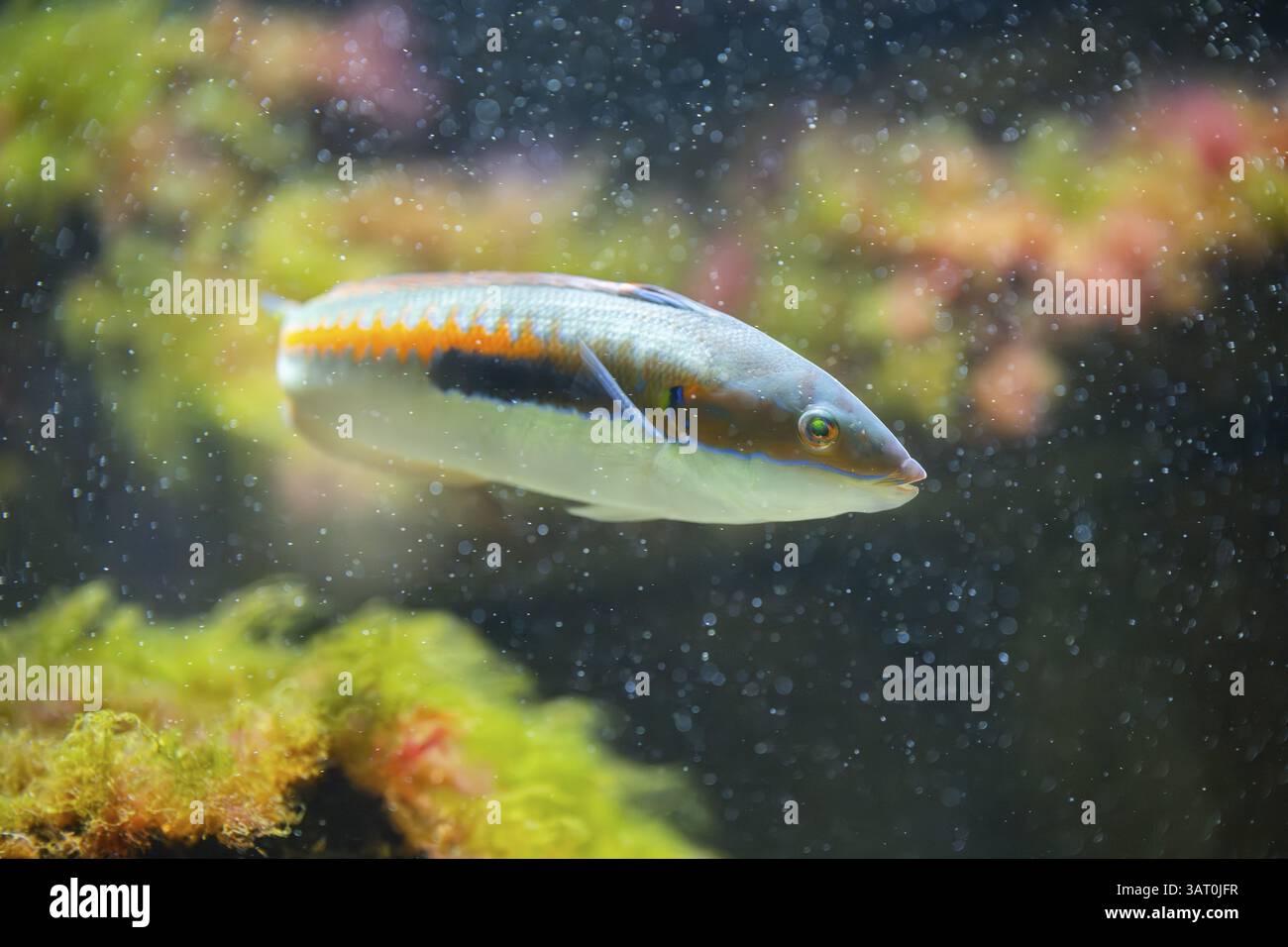 Mediterranean rainbow wrasse (Coris julis) under water, captive ...