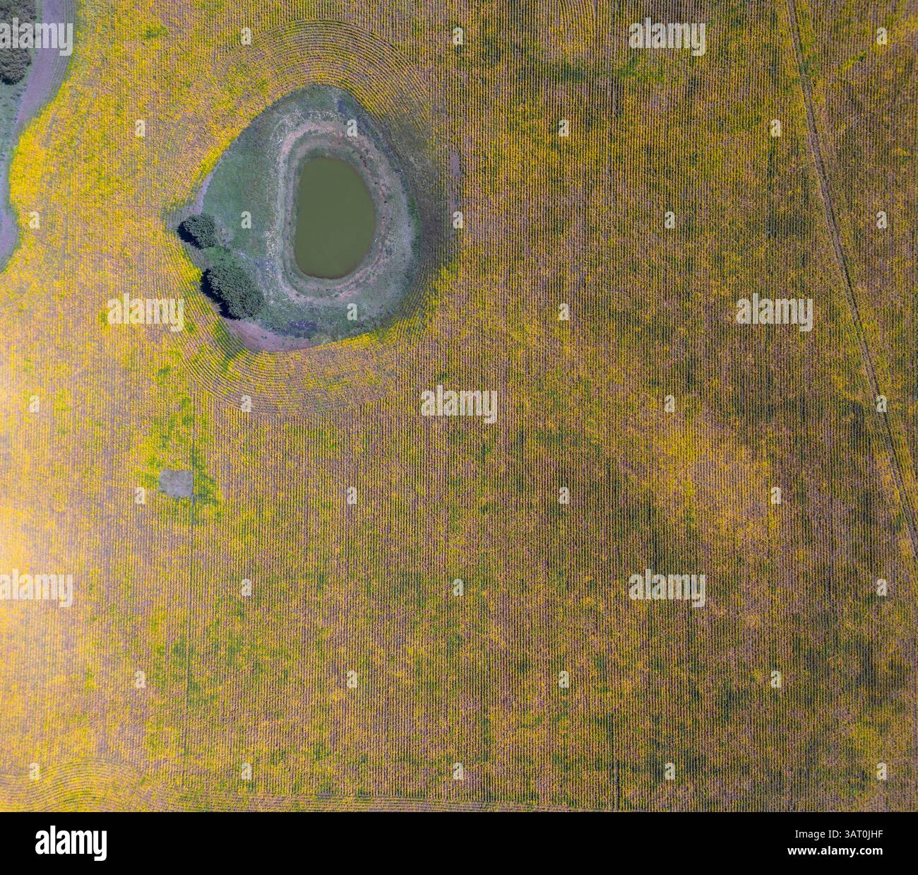 Overhead view of Soya Bean farming Stock Photo - Alamy