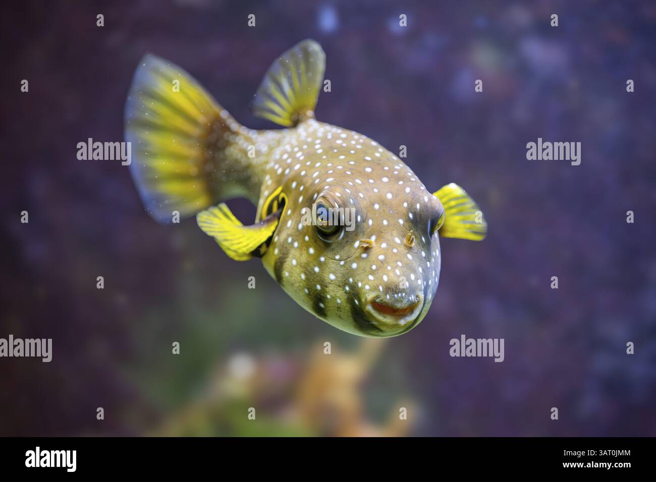 White-spotted puffer fish (Arothron hispidus) swimming under water ...
