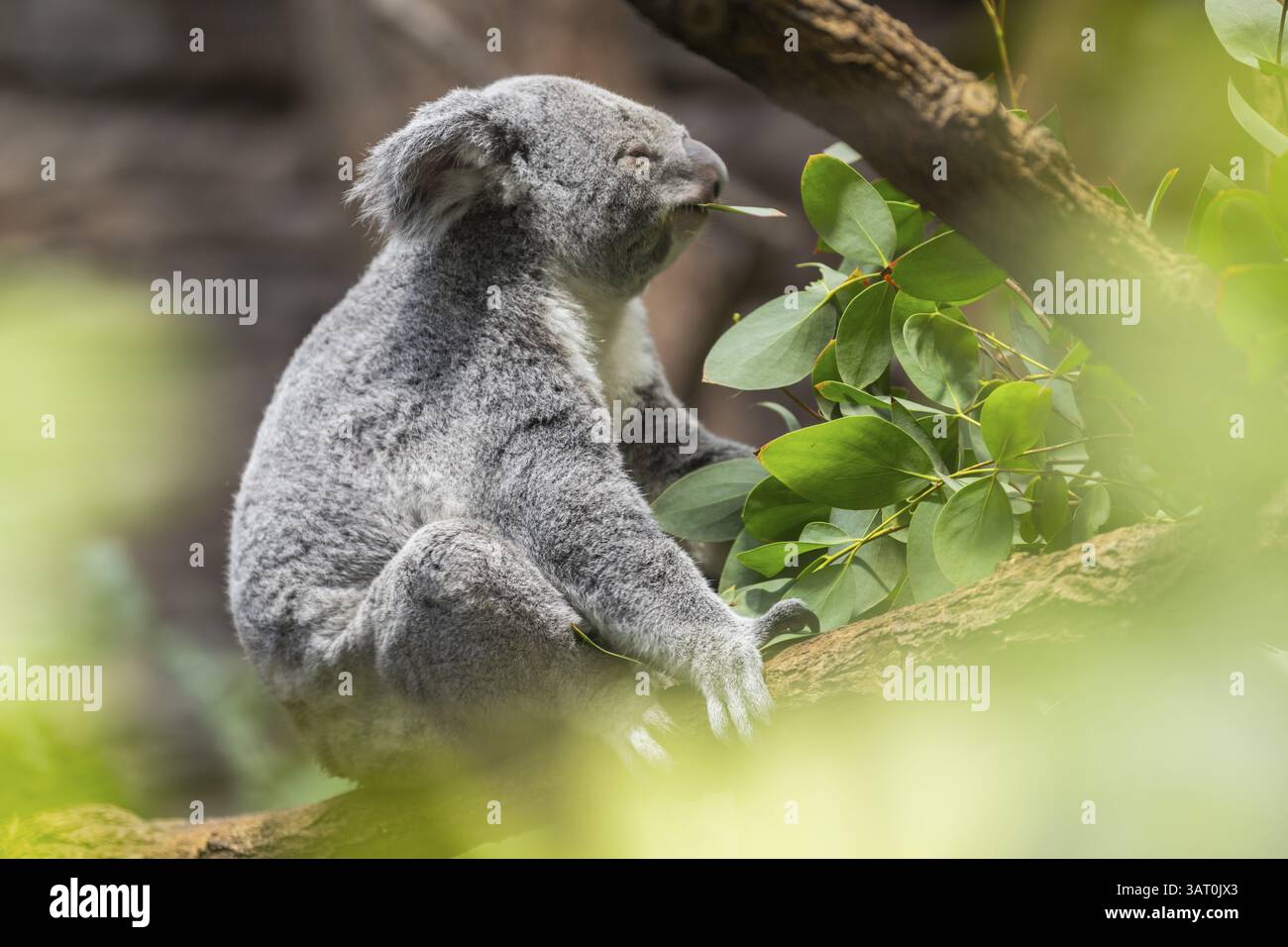 Koala (Phascolarctos cinereus) sitting on a tree, captive, distribution ...