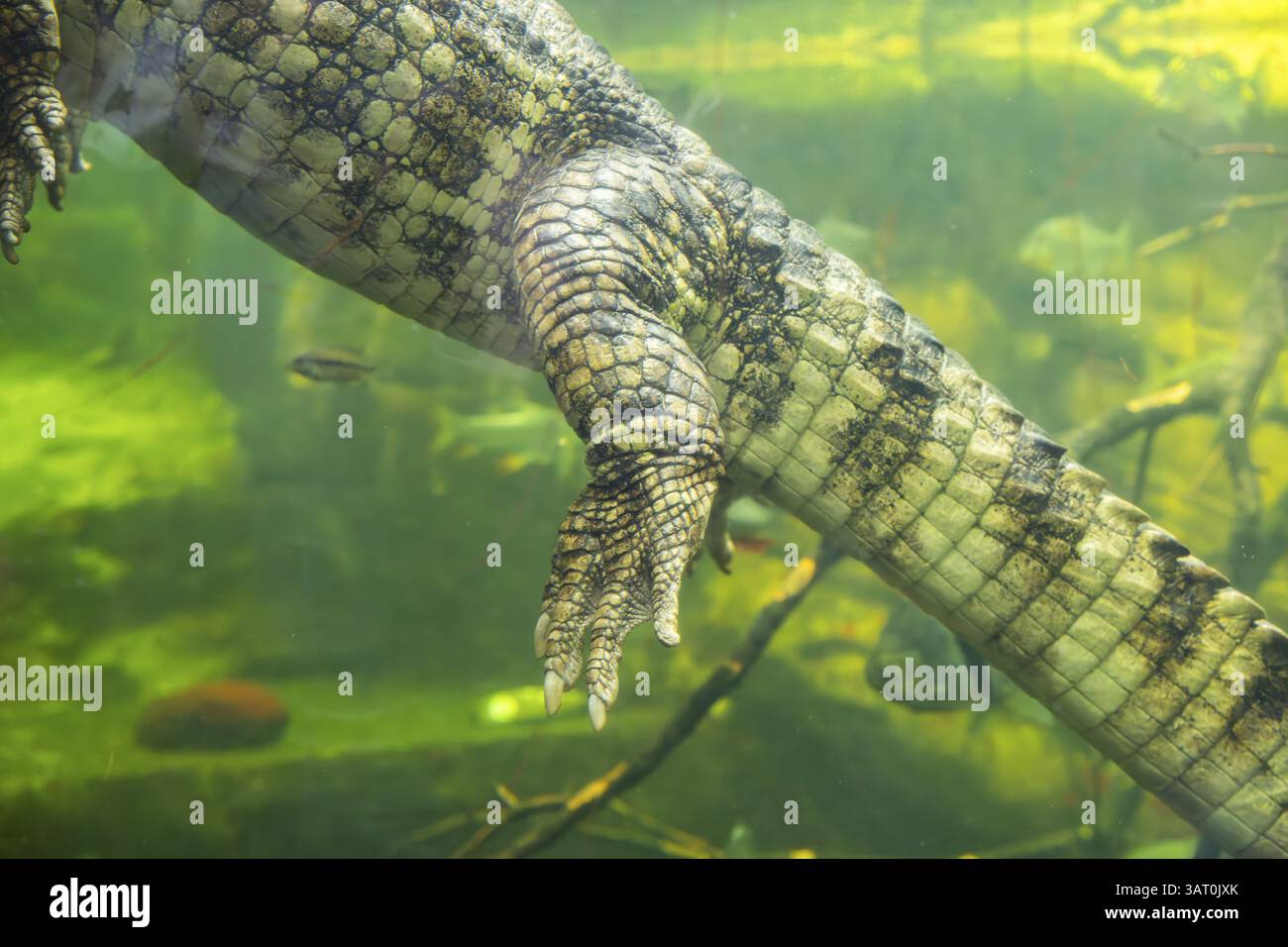 Saltwater crocodile (Crocodylus porosus) swimming in the water, captive ...