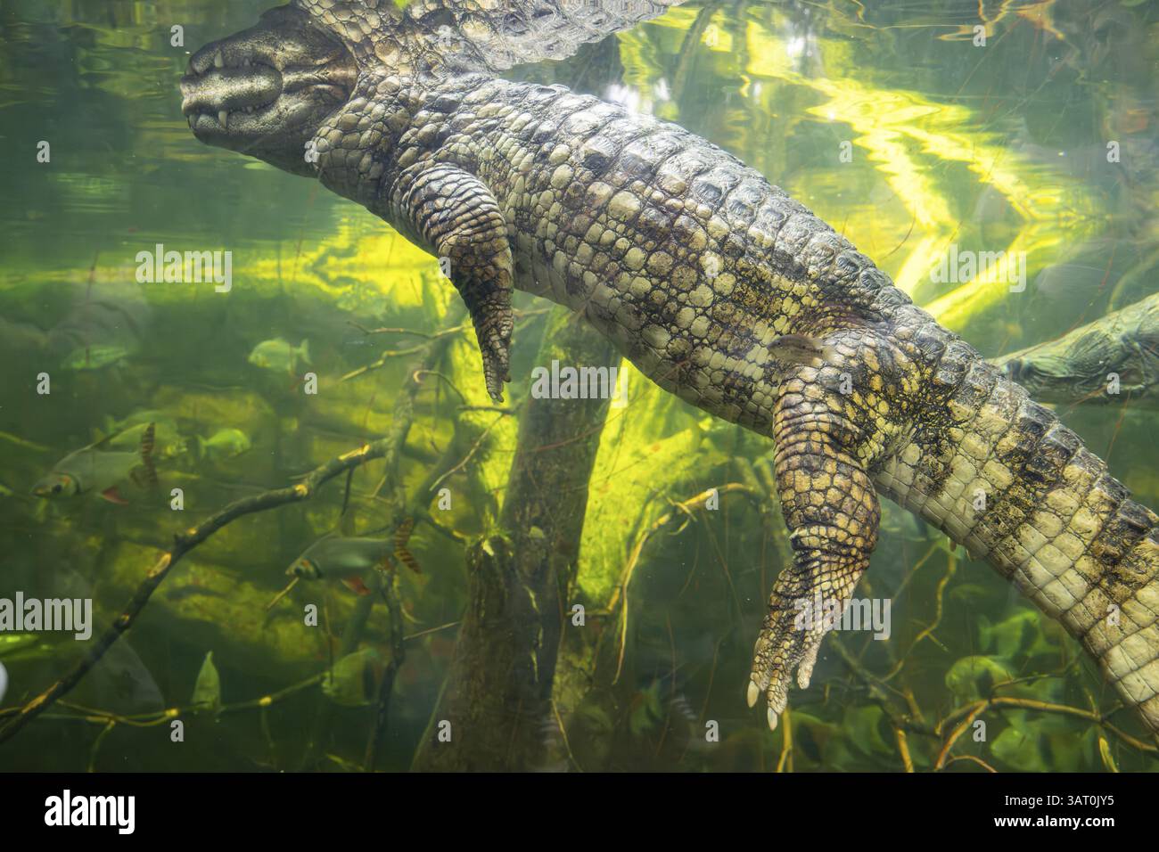 Saltwater crocodile (Crocodylus porosus) swimming in the water, captive ...