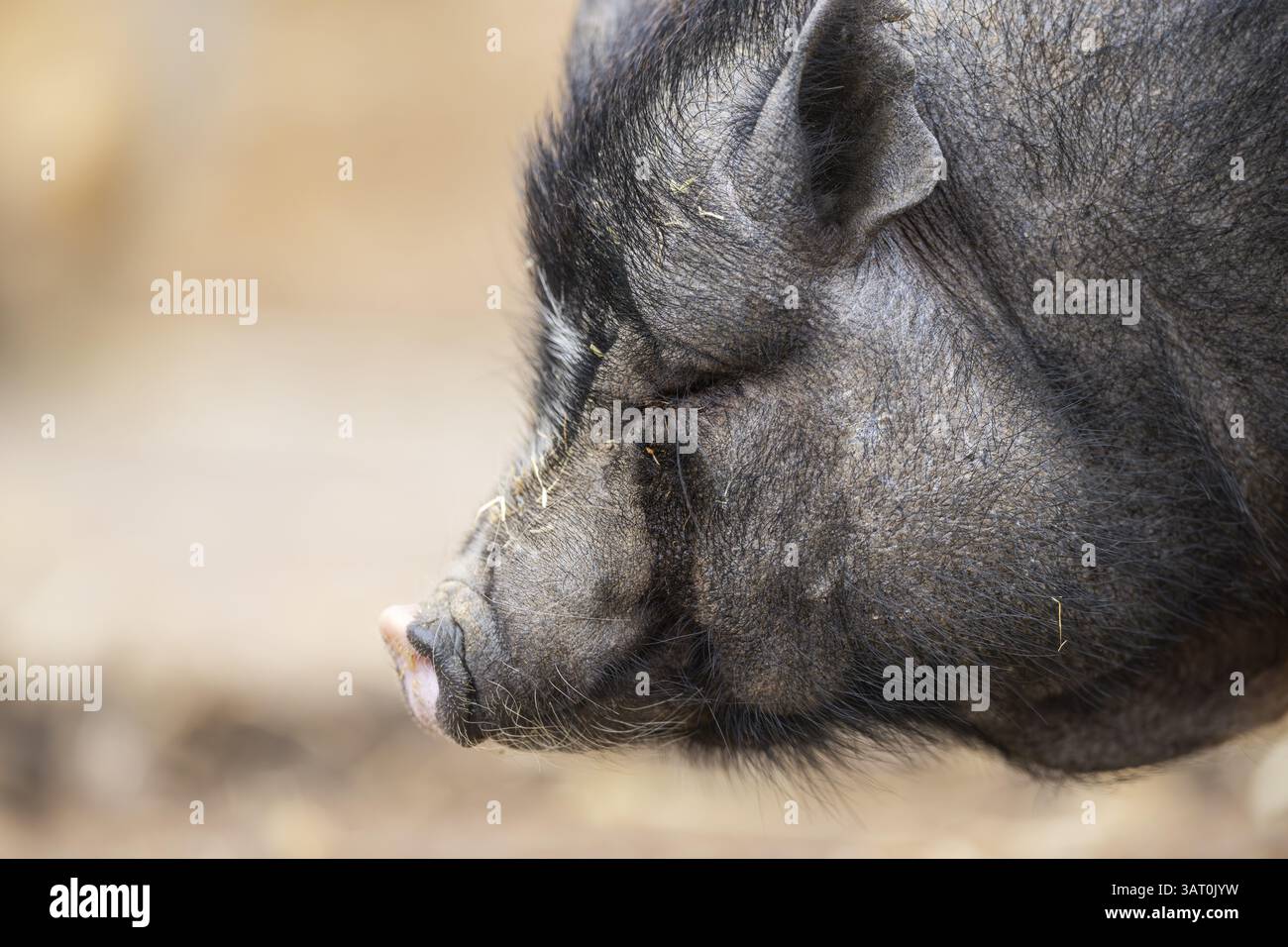 Vietnamese Pot-bellied pig standing on the ground, Bavaria, Germany ...