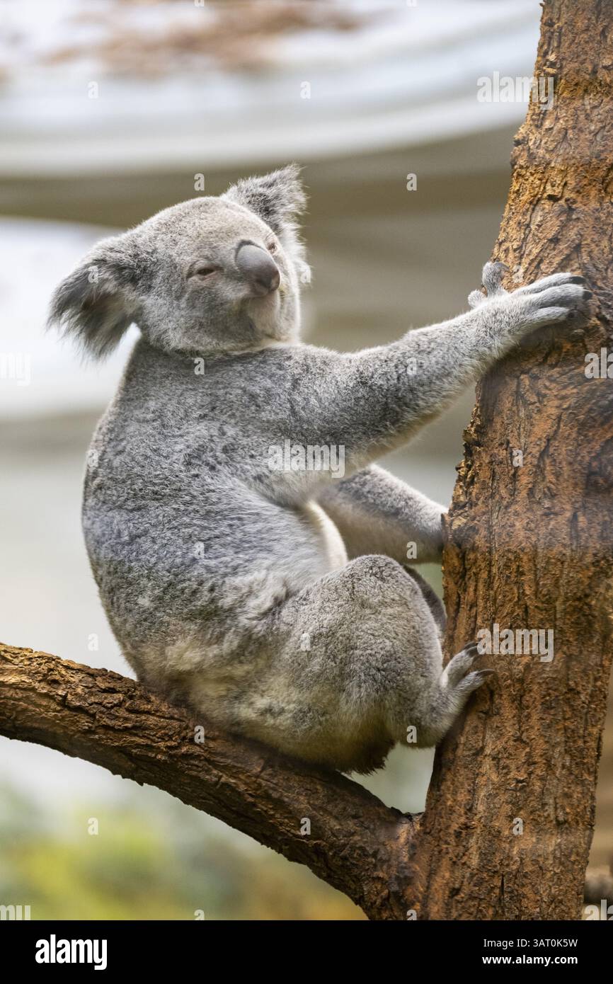 Koala (Phascolarctos cinereus) sitting on a tree, captive, distribution ...