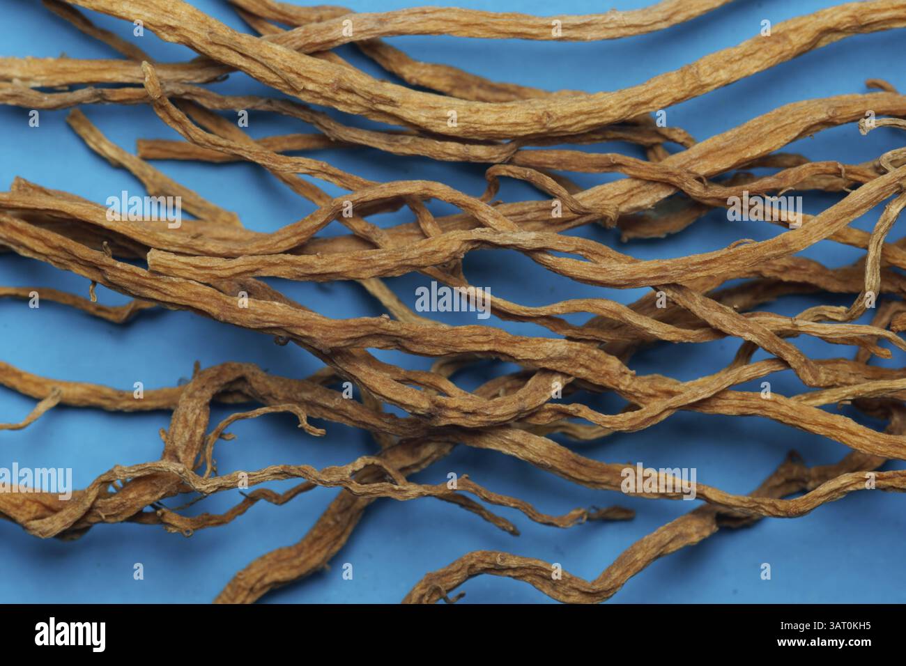 Gentianae radix, gentian root, longdancao Stock Photo - Alamy