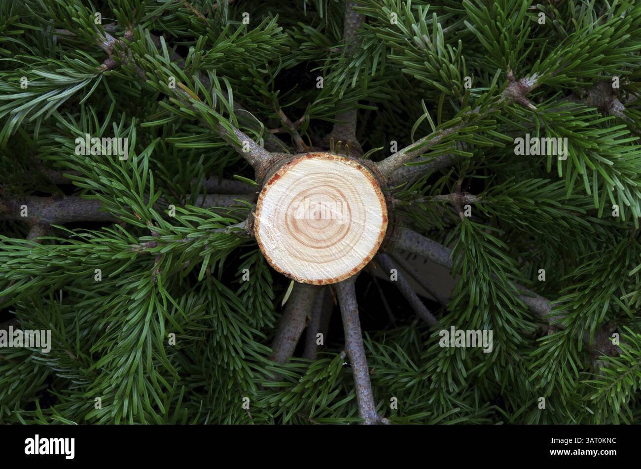 Christmas tree cut down Stock Photo - Alamy