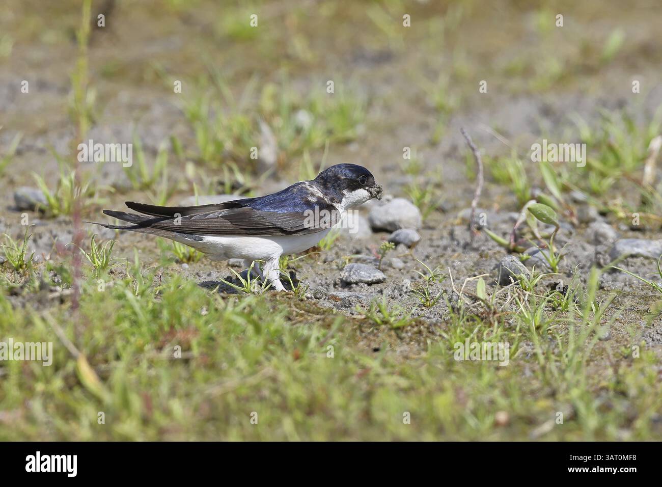 House martin (Delichon urbicum), on the ground to pick up clay for nest ...