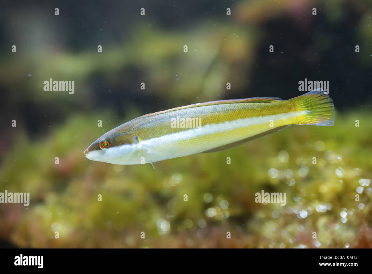 Mediterranean rainbow wrasse (Coris julis) under water, captive ...