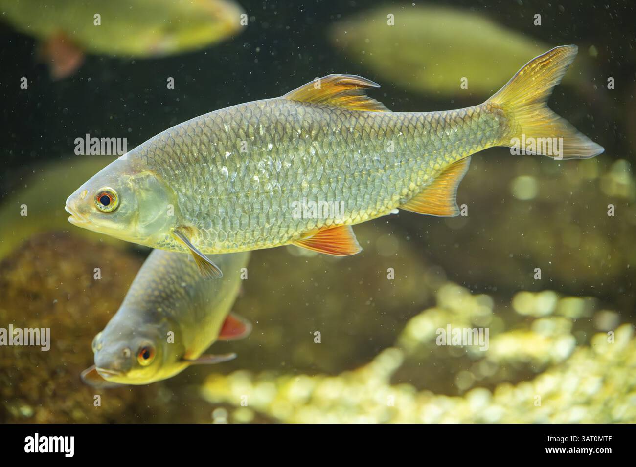 Common rudd (Scardinius erythrophthalmus) swimming under water, Bavaria ...