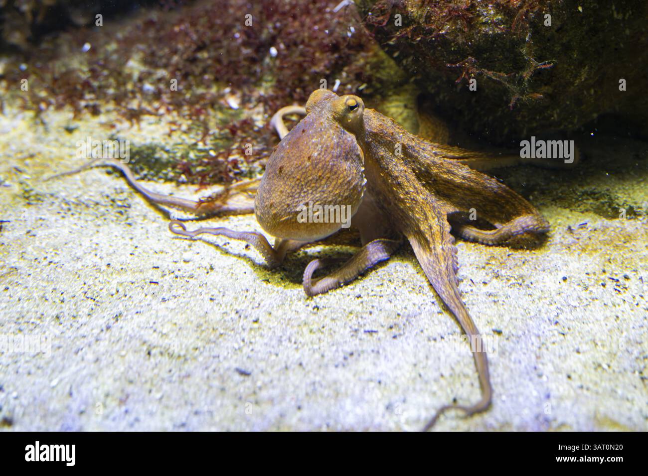 Common octopus (Octopus vulgaris) swimming under water, captive ...
