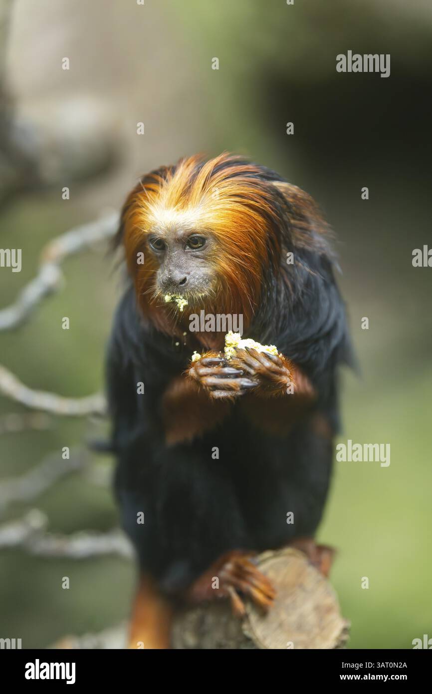 Golden-headed lion tamarin (Leontopithecus chrysomelas) sitting on a ...