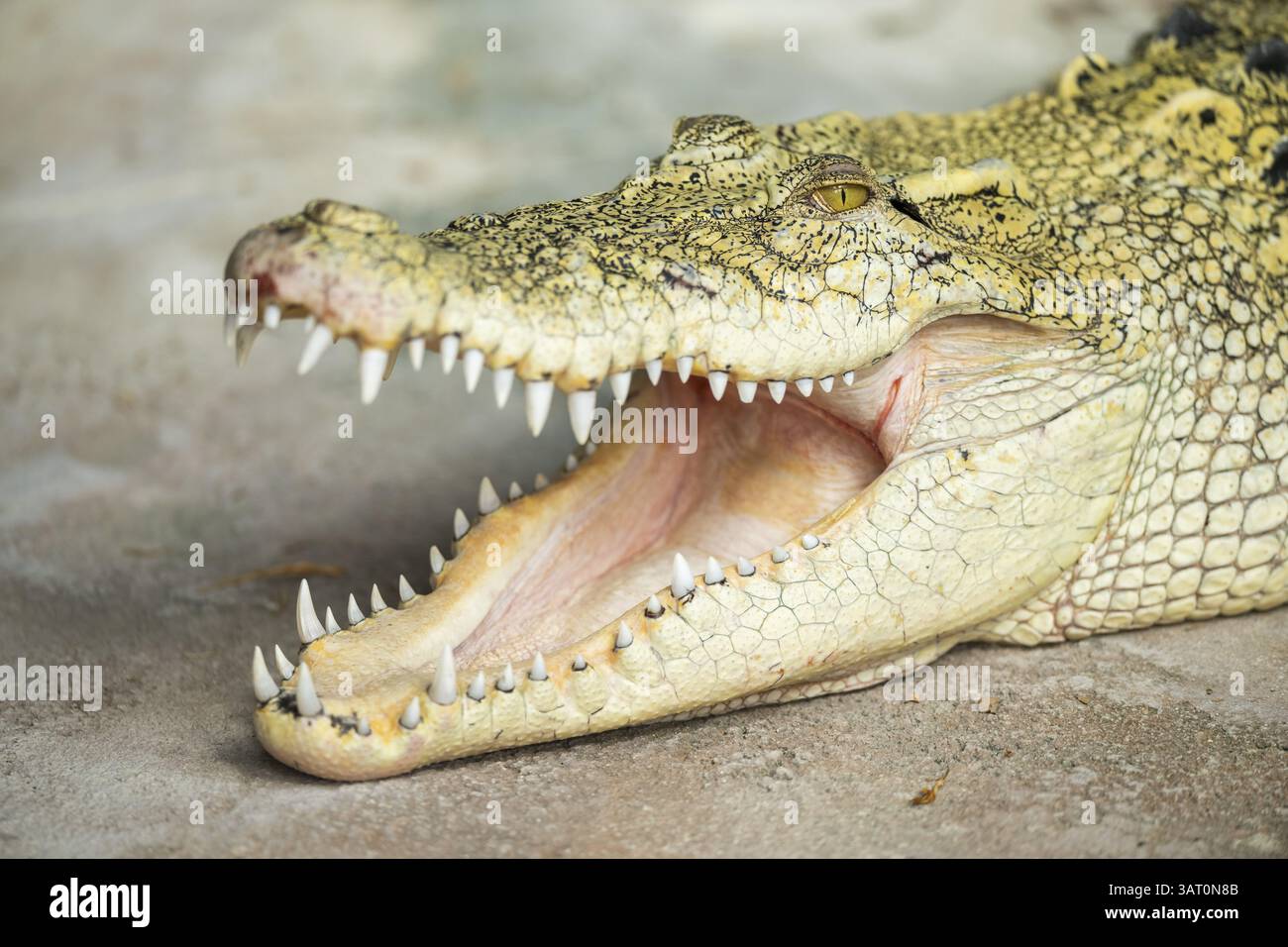 Saltwater crocodile (Crocodylus porosus) swimming lying on the groung ...