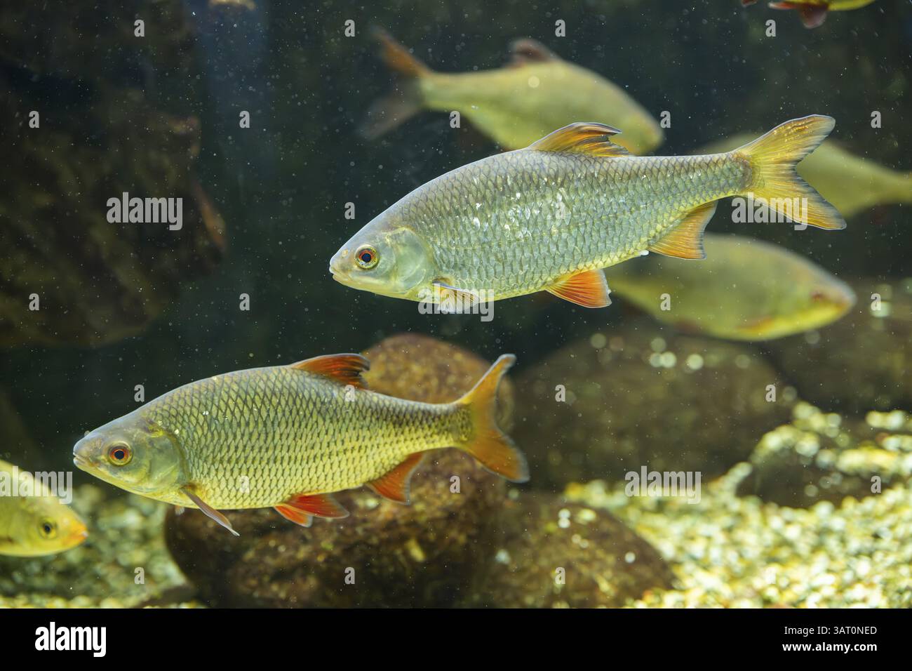 Common rudd (Scardinius erythrophthalmus) swimming under water, Bavaria ...