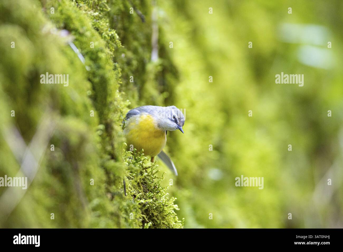 Grey wagtails habitat hi-res stock photography and images - Alamy