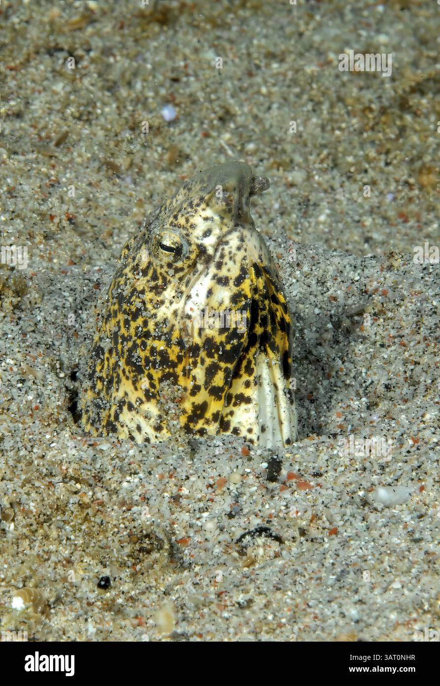 Philippine sea eel hi-res stock photography and images - Alamy
