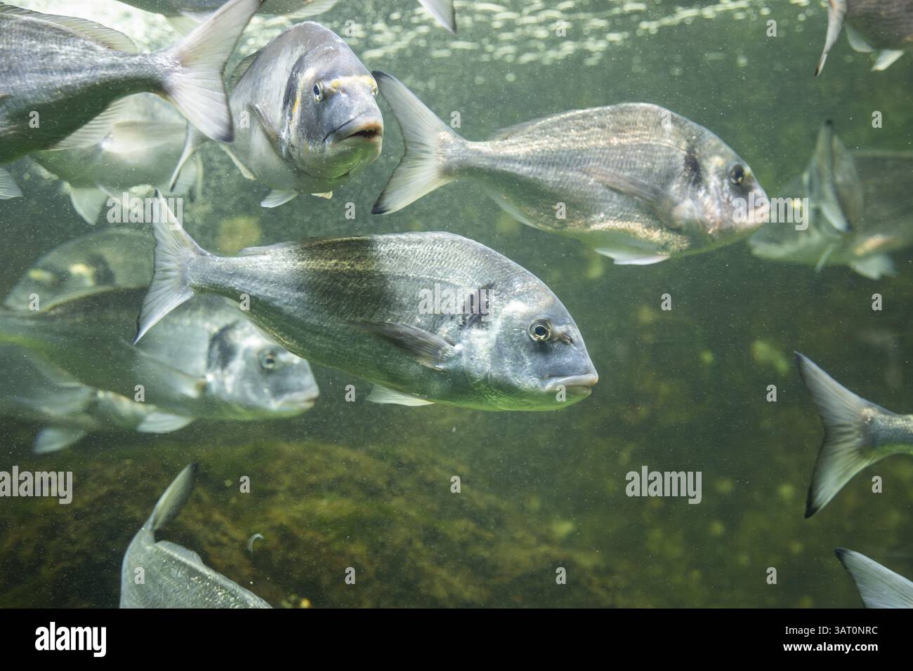 Gilt-head bream (Sparus aurata) swimming under water, captive, Germany ...