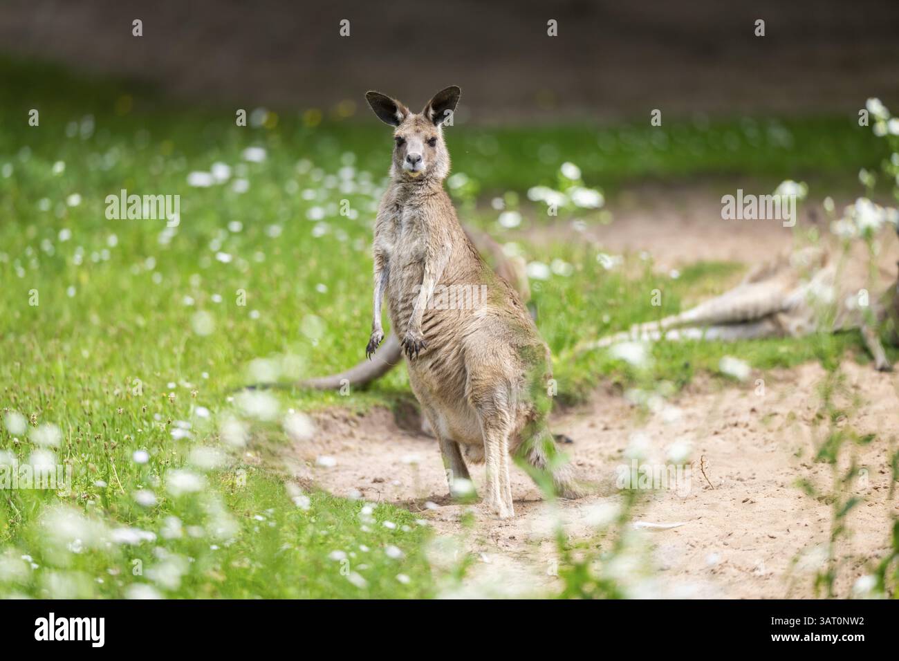 Western grey kangaroo (Macropus fuliginosus) standing on a meadow ...